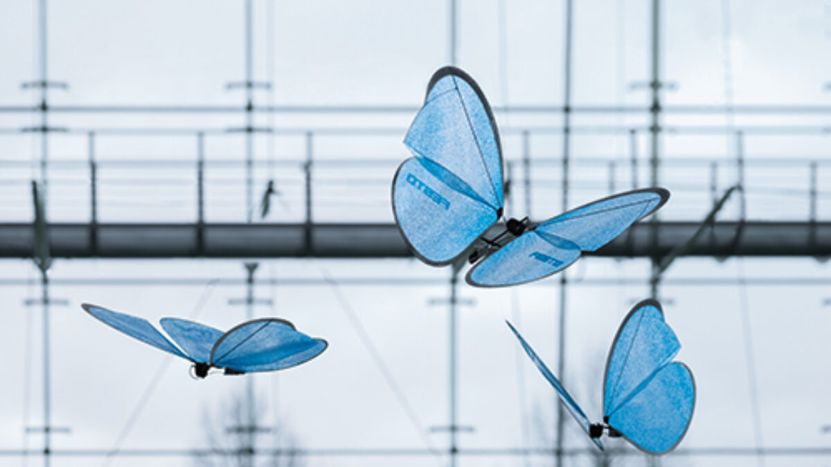 Butterflies Flying In Formation