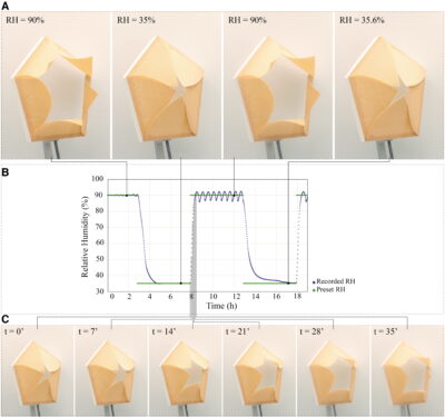 Researchers Create Bio-based Printed Shapeshifting Structures - 3D Printing