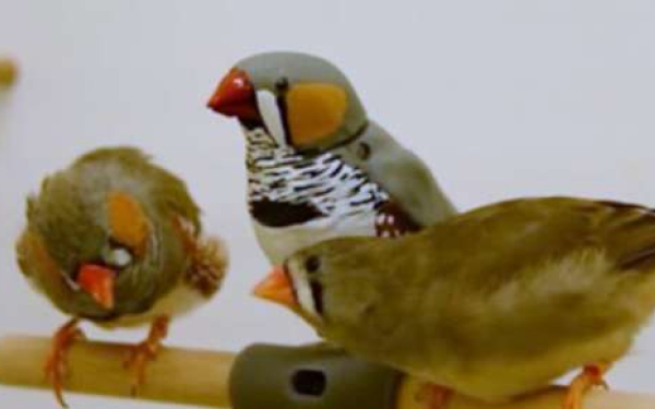 3D Printed Robo-bird Teaches Chicks to Sing - 3D Printing