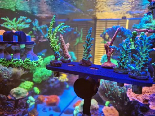 3D Printing's Role in Aquarium Product Solutions - 3D Printing