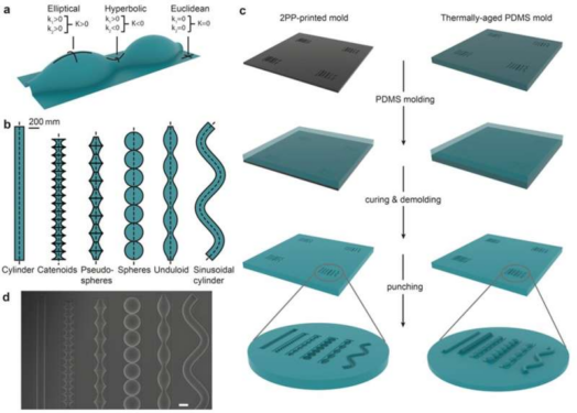 3D Printed Surfaces Show Cells Prefer Concave Curves for Growth - 3D ...