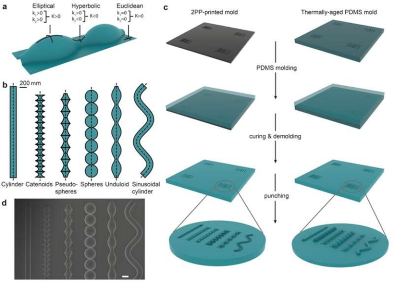 3D Printed Surfaces Show Cells Prefer Concave Curves for Growth - 3D ...