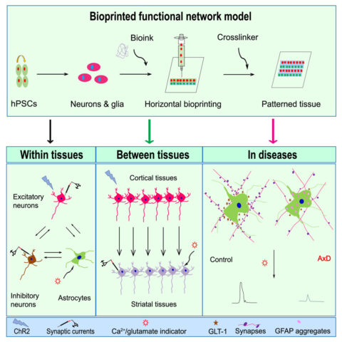 Scientists Advance Neurological Research with 3D Printed Brain Tissue ...