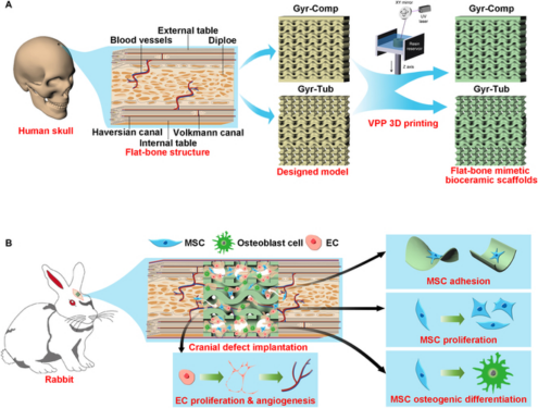 Bioceramic Scaffolds: A Novel Approach to Cranial Bone Regeneration ...