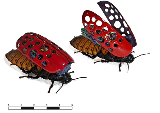 Cyborg Cockroaches Get 3D Printed Artificial Limbs - 3D Printing