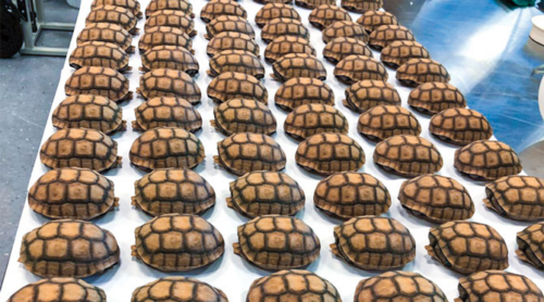 Techno-Tort: 3D Printed Defense for Desert Tortoises - 3D Printing